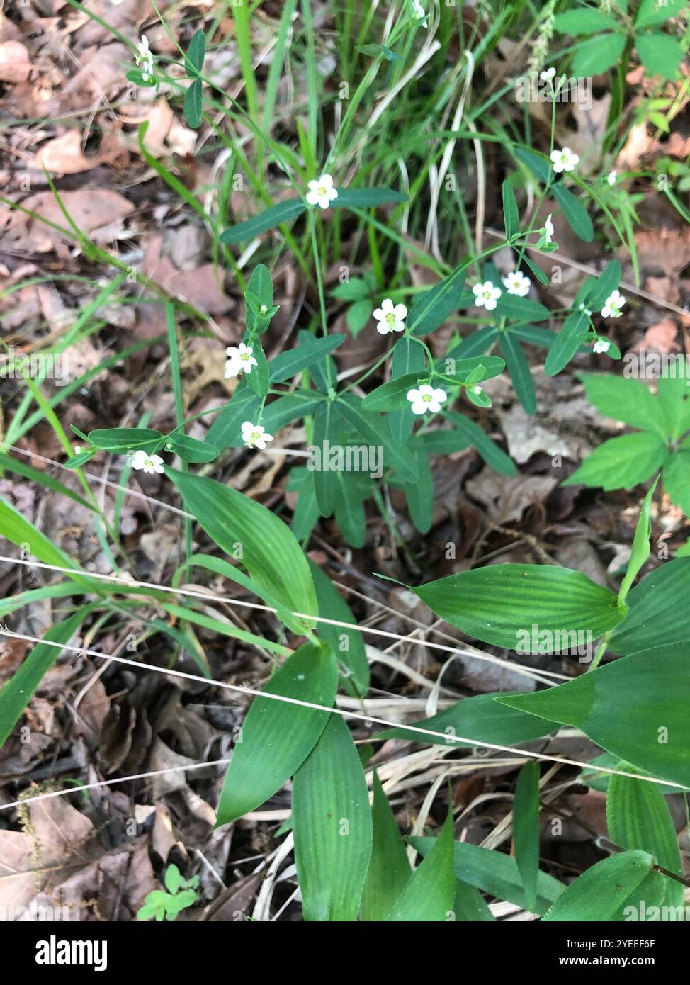 False Flowering Spurge (Euphorbia pubentissima Stock Photo - Alamy