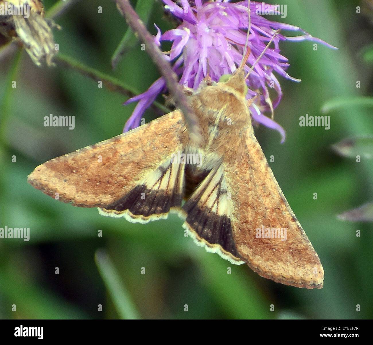 Cotton Bollworm Moth (Helicoverpa armigera Stock Photo - Alamy