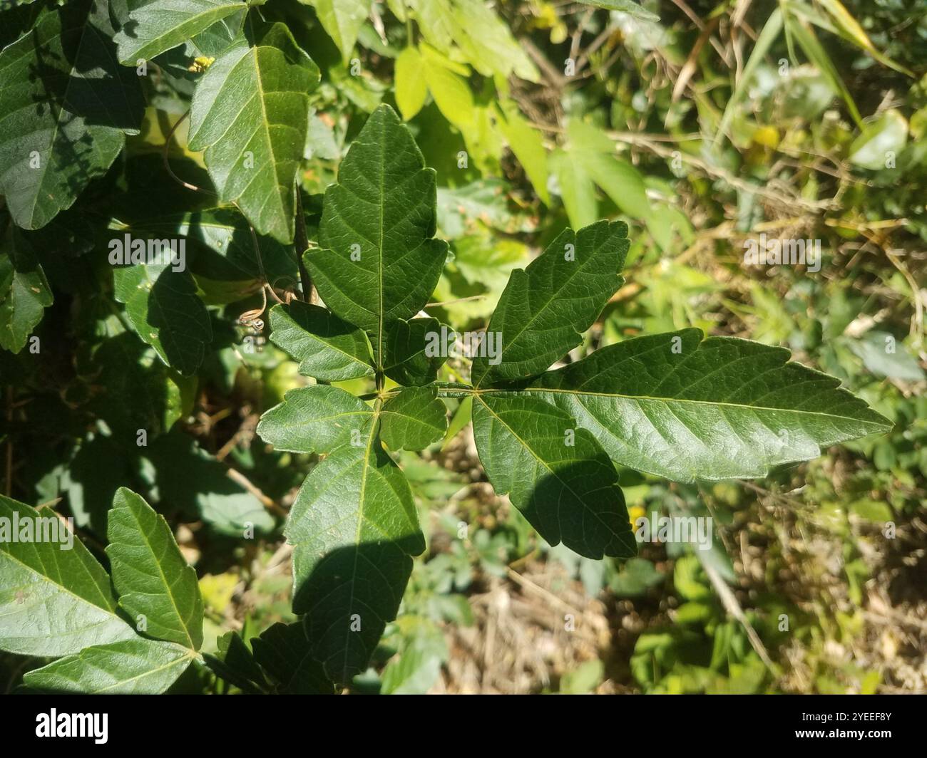 Allophylus hi-res stock photography and images - Alamy