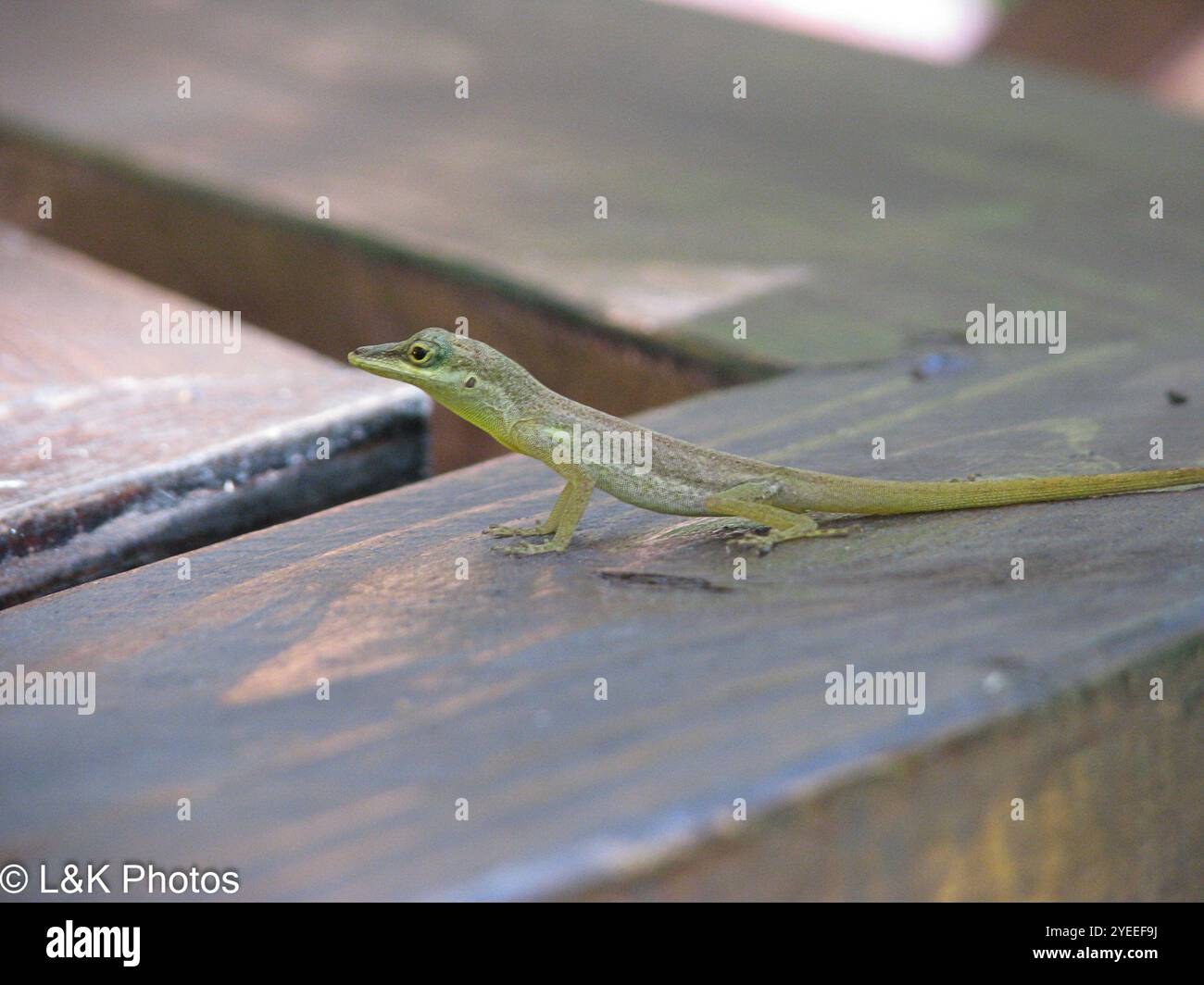Anolis trinitatis hi-res stock photography and images - Alamy