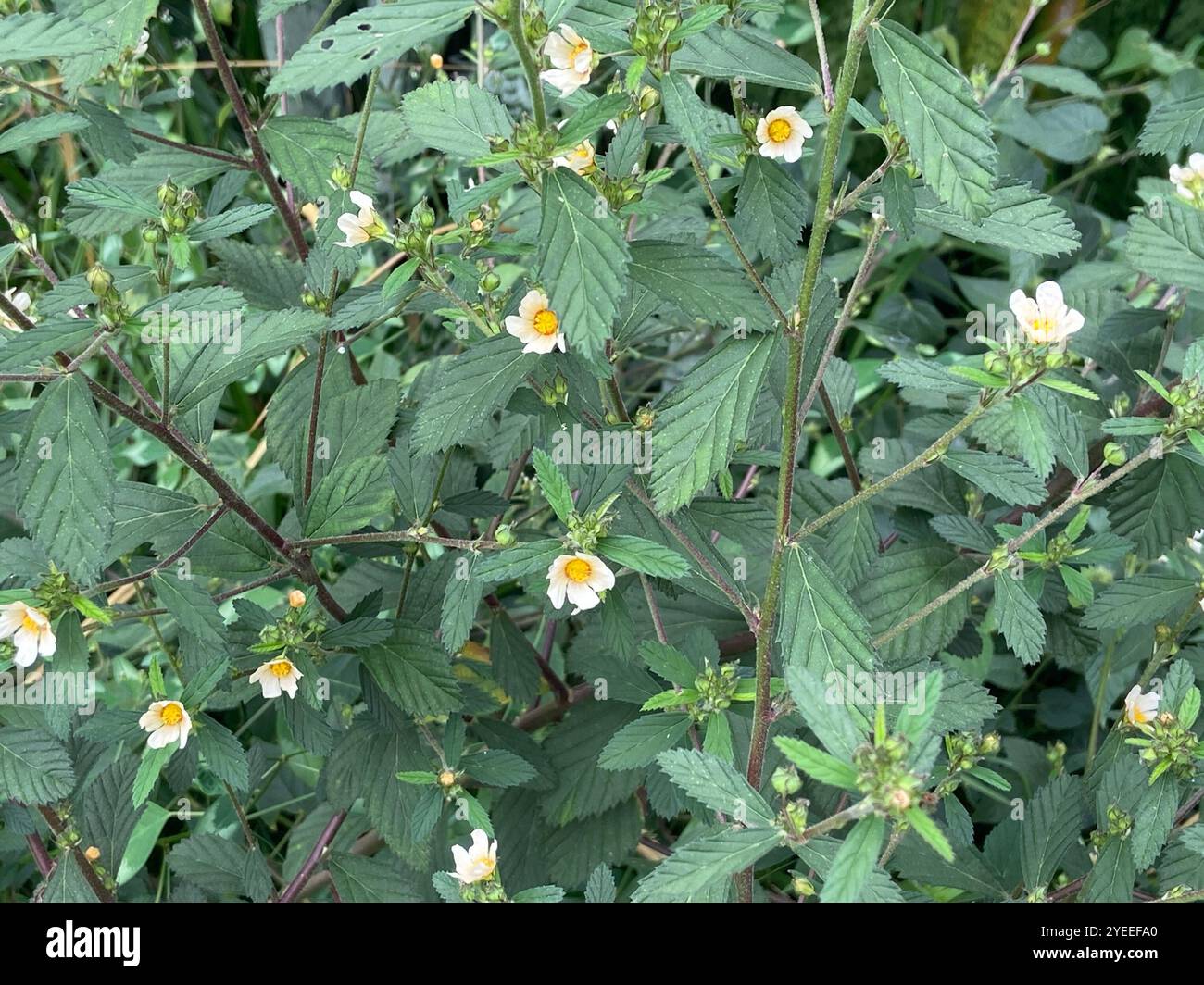 Cuban jute (Sida rhombifolia Stock Photo - Alamy