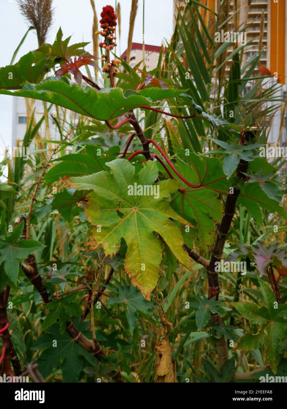 castor bean (Ricinus communis Stock Photo - Alamy