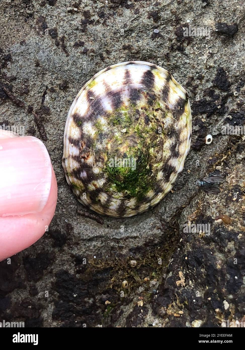 Plate Limpet (Lottia scutum Stock Photo - Alamy