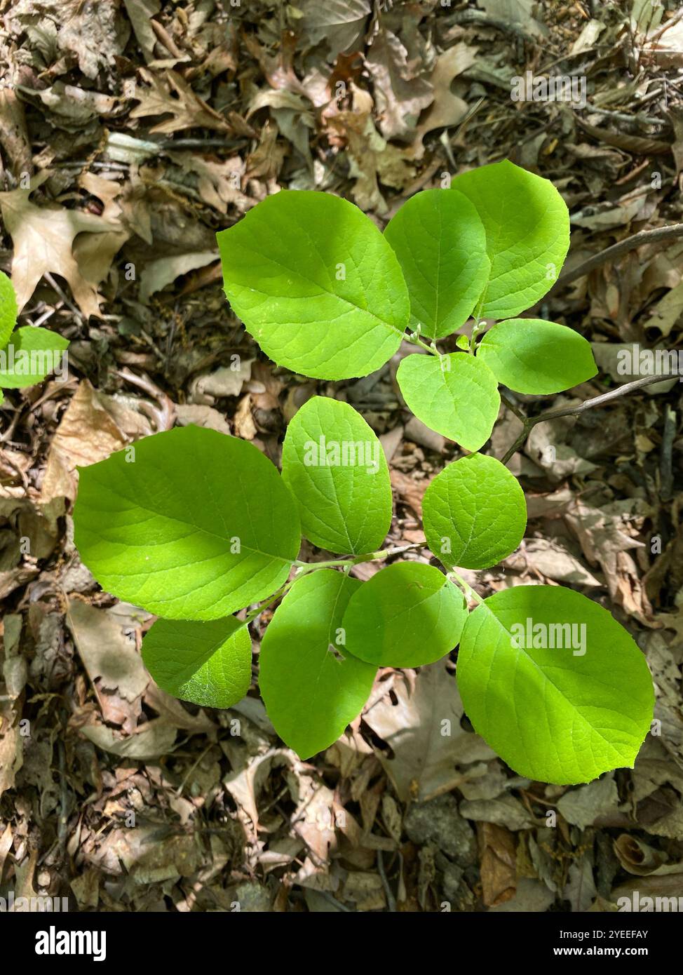 Styrax grandifolius hi-res stock photography and images - Alamy