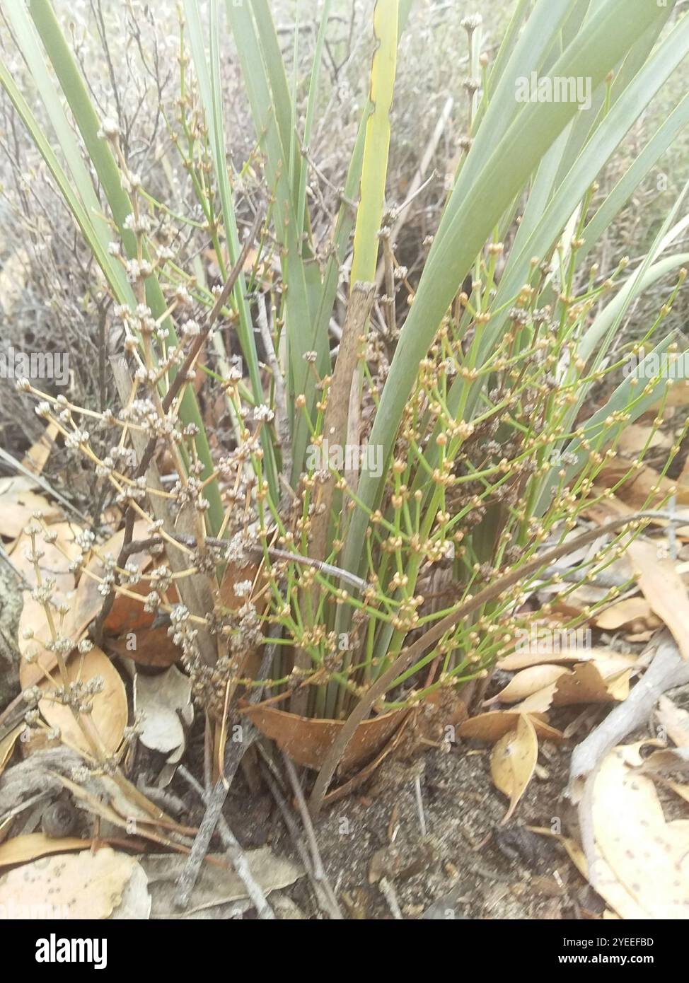 Lomandra multiflora hi-res stock photography and images - Alamy
