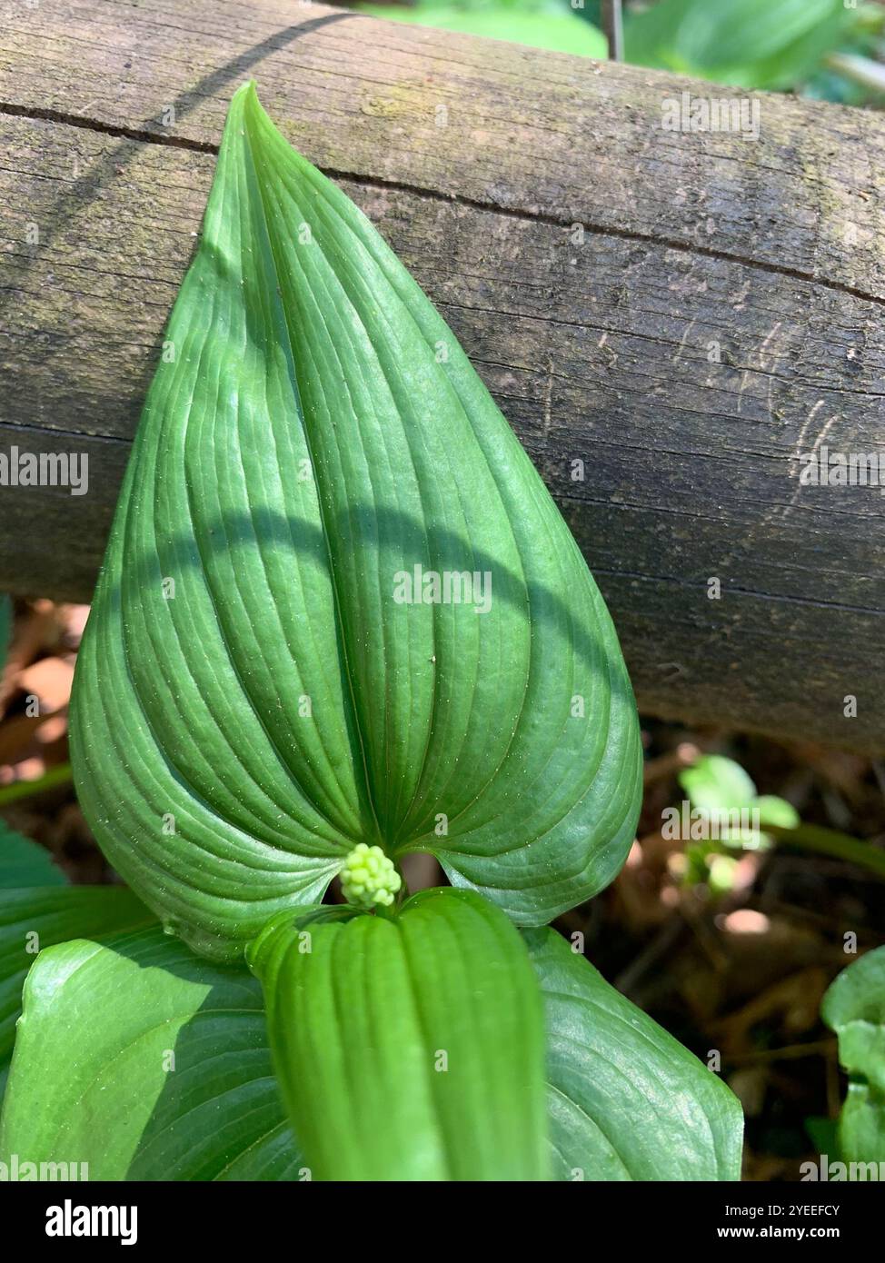 Western Lily of the Valley (Maianthemum dilatatum Stock Photo - Alamy