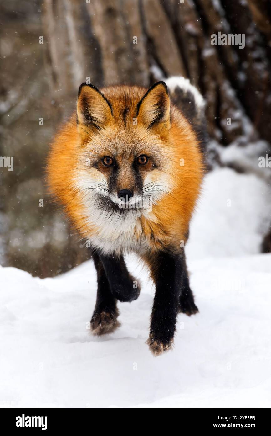 The red fox is the largest of the true foxes and one of the most widely ...