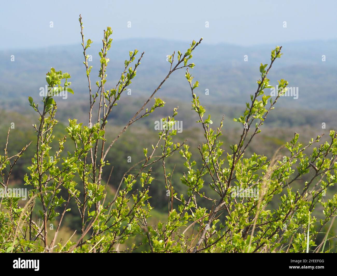 sapphire-berry (Symplocos paniculata Stock Photo - Alamy