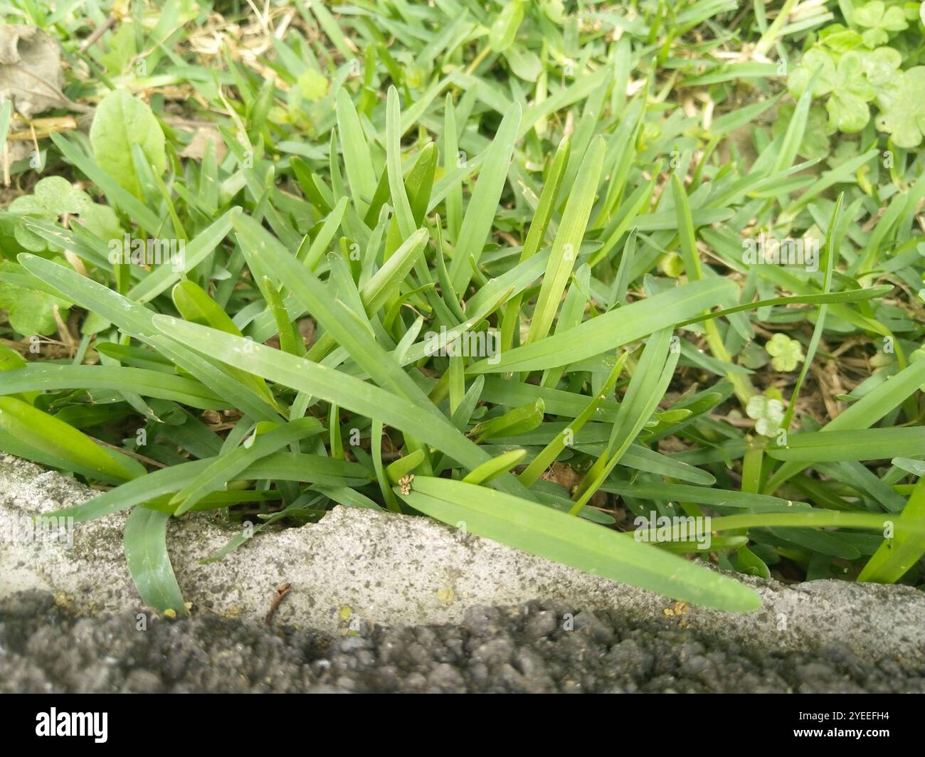 Saint Augustine grass (Stenotaphrum secundatum Stock Photo - Alamy