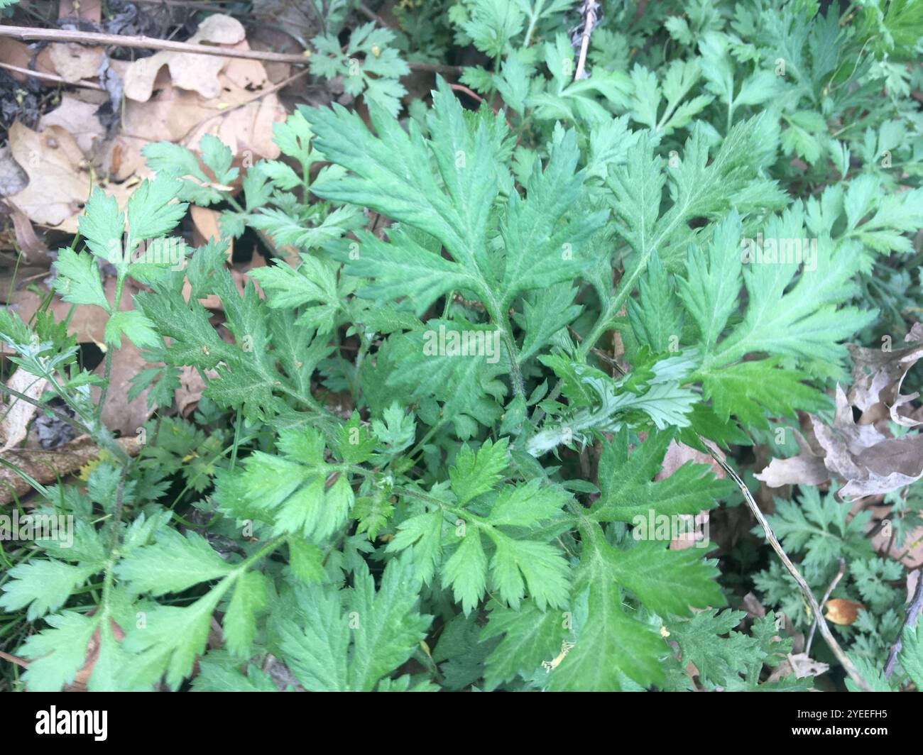 common mugwort (Artemisia vulgaris Stock Photo - Alamy