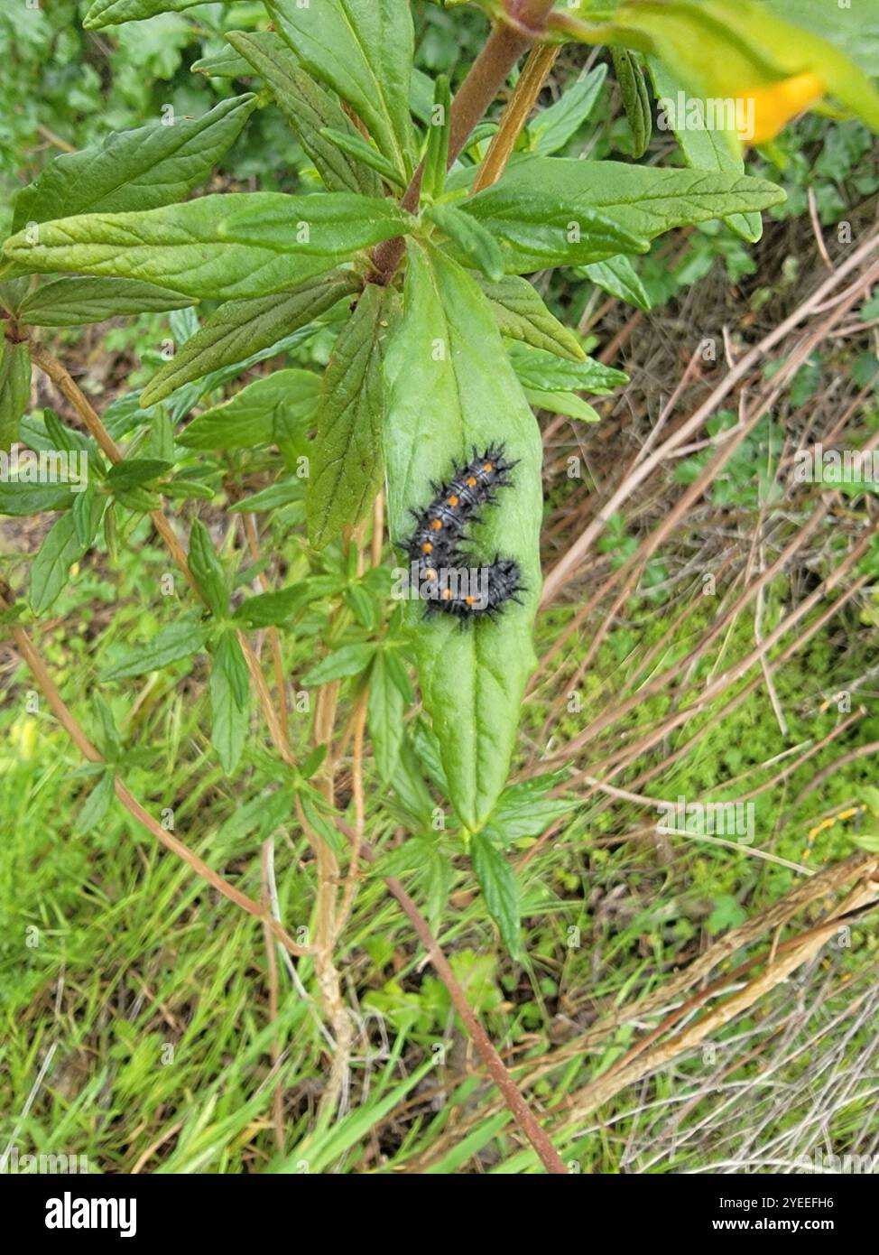 Variable Checkerspot (Euphydryas chalcedona Stock Photo - Alamy