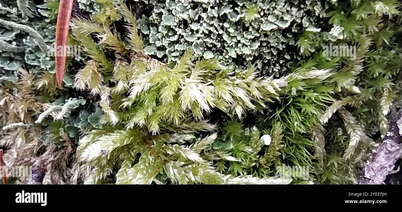 Red-stemmed Feather Moss (Pleurozium schreberi Stock Photo - Alamy