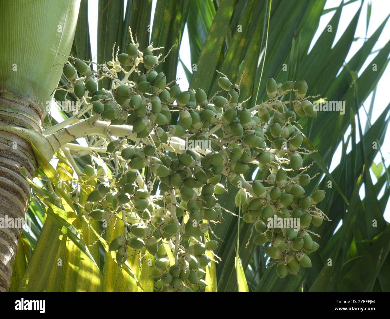 Manila Palm (Adonidia merrillii Stock Photo - Alamy