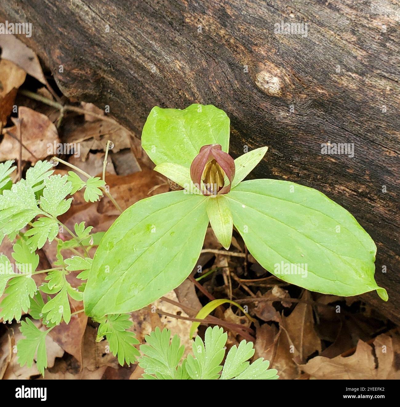 toadshade (Trillium sessile Stock Photo - Alamy