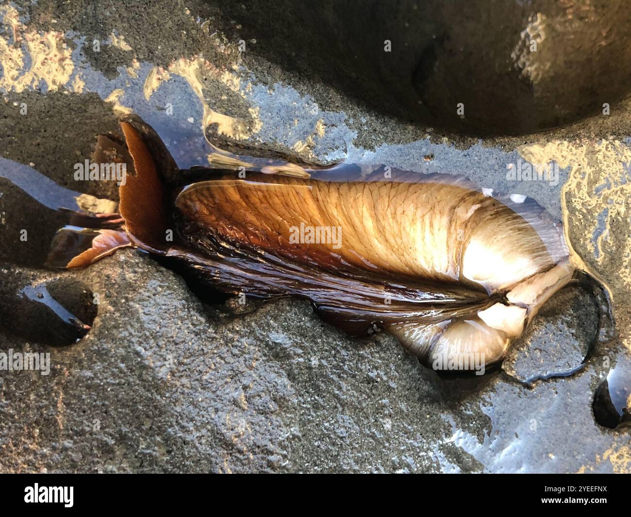 Flat-tip Piddock (Penitella penita Stock Photo - Alamy