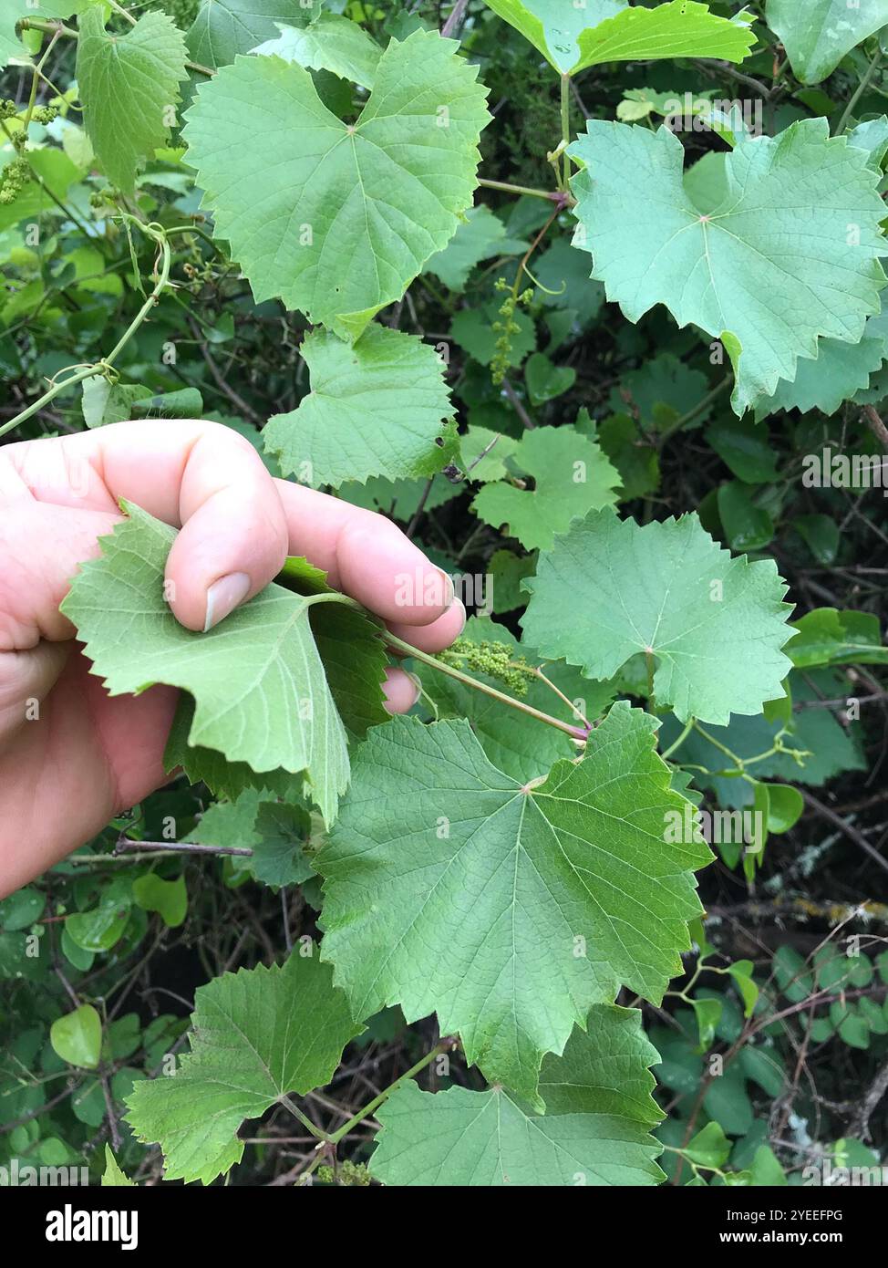 graybark grape (Vitis cinerea Stock Photo - Alamy