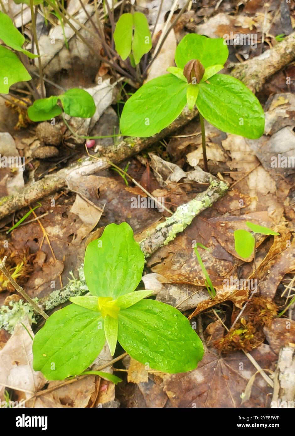 toadshade (Trillium sessile Stock Photo - Alamy