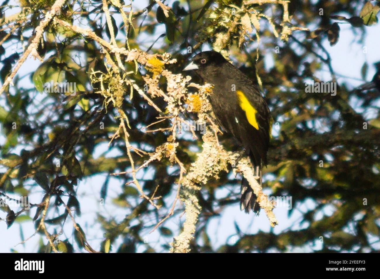Golden-winged Cacique (Cacicus chrysopterus Stock Photo - Alamy