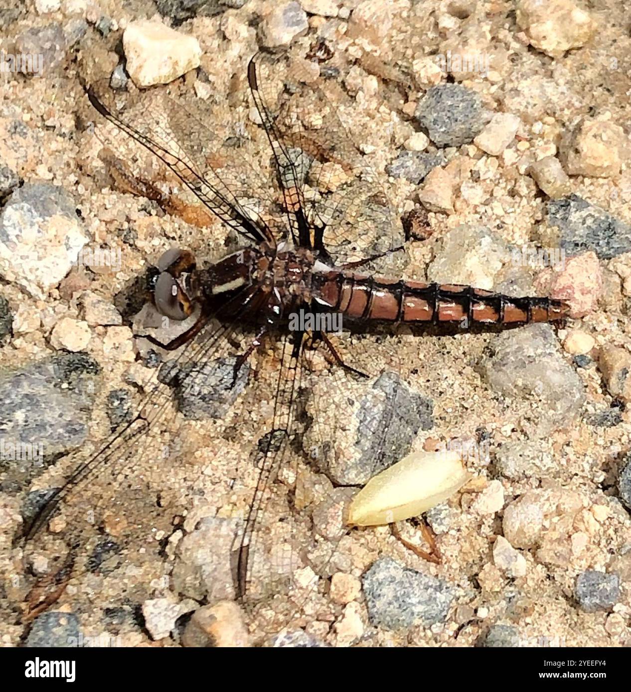 Blue Corporal (Ladona deplanata Stock Photo - Alamy