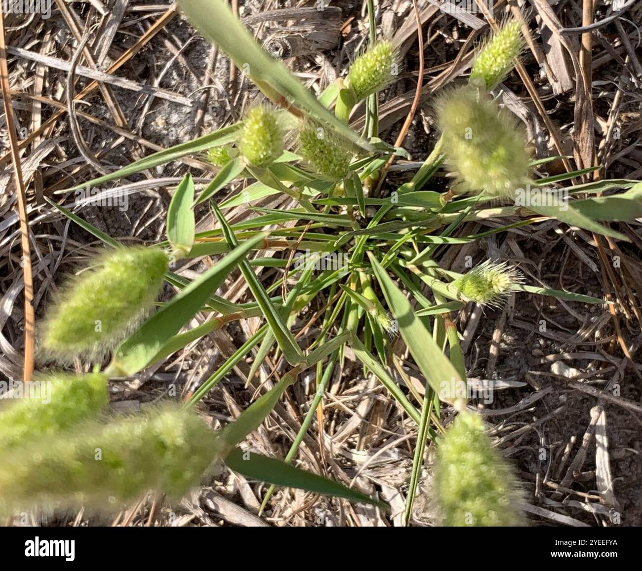 Polypogon monspeliensis hi-res stock photography and images - Alamy