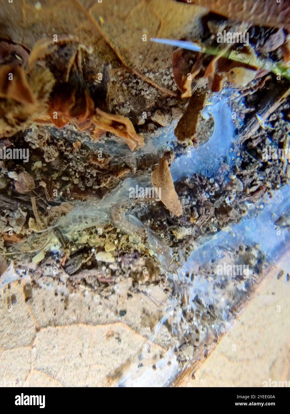 Embioptera hi-res stock photography and images - Alamy