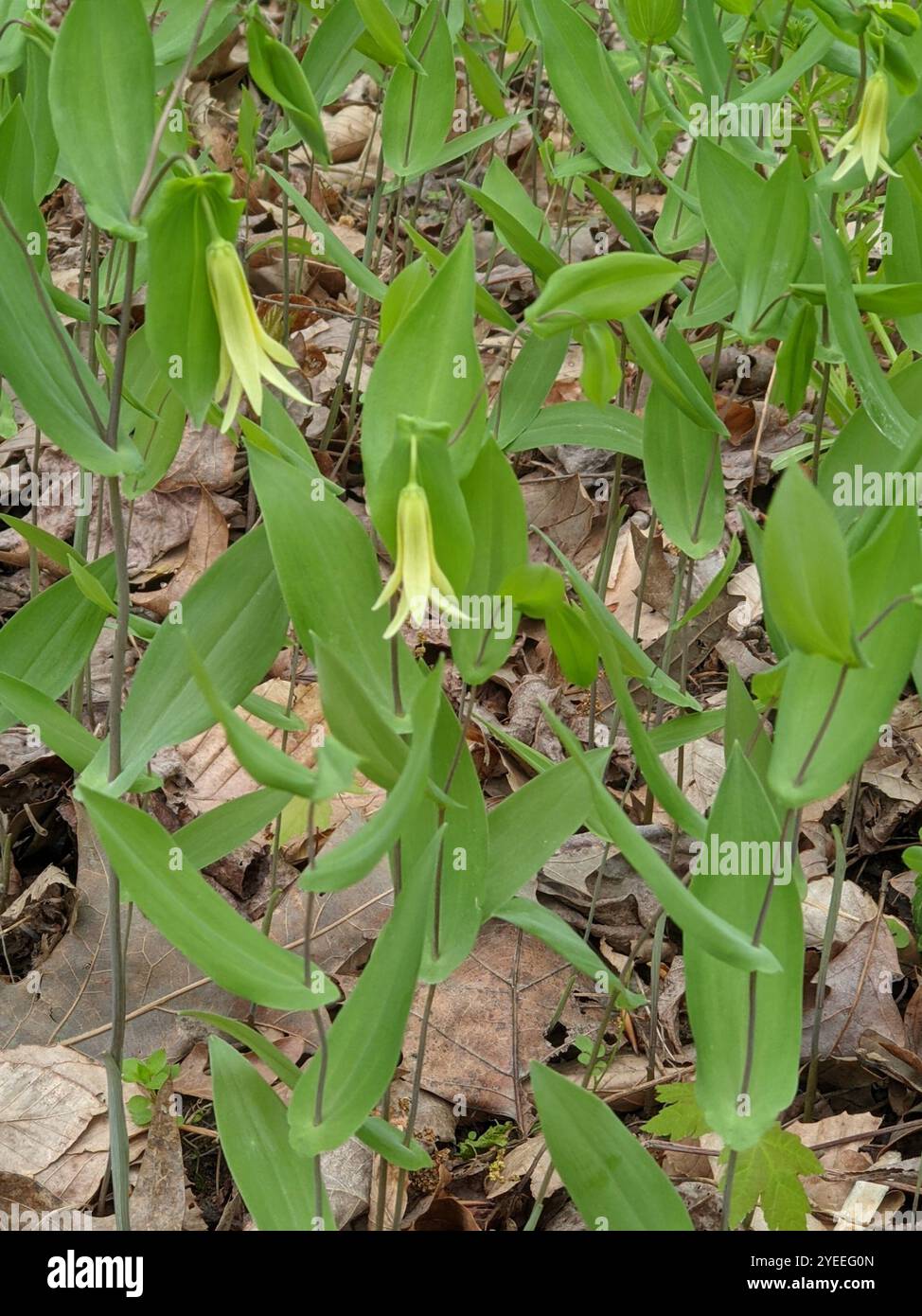 perfoliate bellwort (Uvularia perfoliata Stock Photo - Alamy