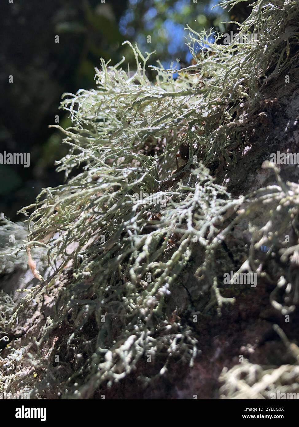 Farinose Cartilage Lichen (Ramalina farinacea Stock Photo - Alamy