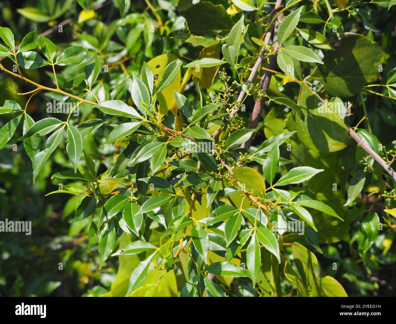 orange climber (Zanthoxylum asiaticum Stock Photo - Alamy