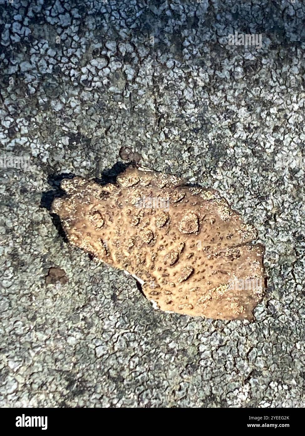 Toadskin hi-res stock photography and images - Alamy