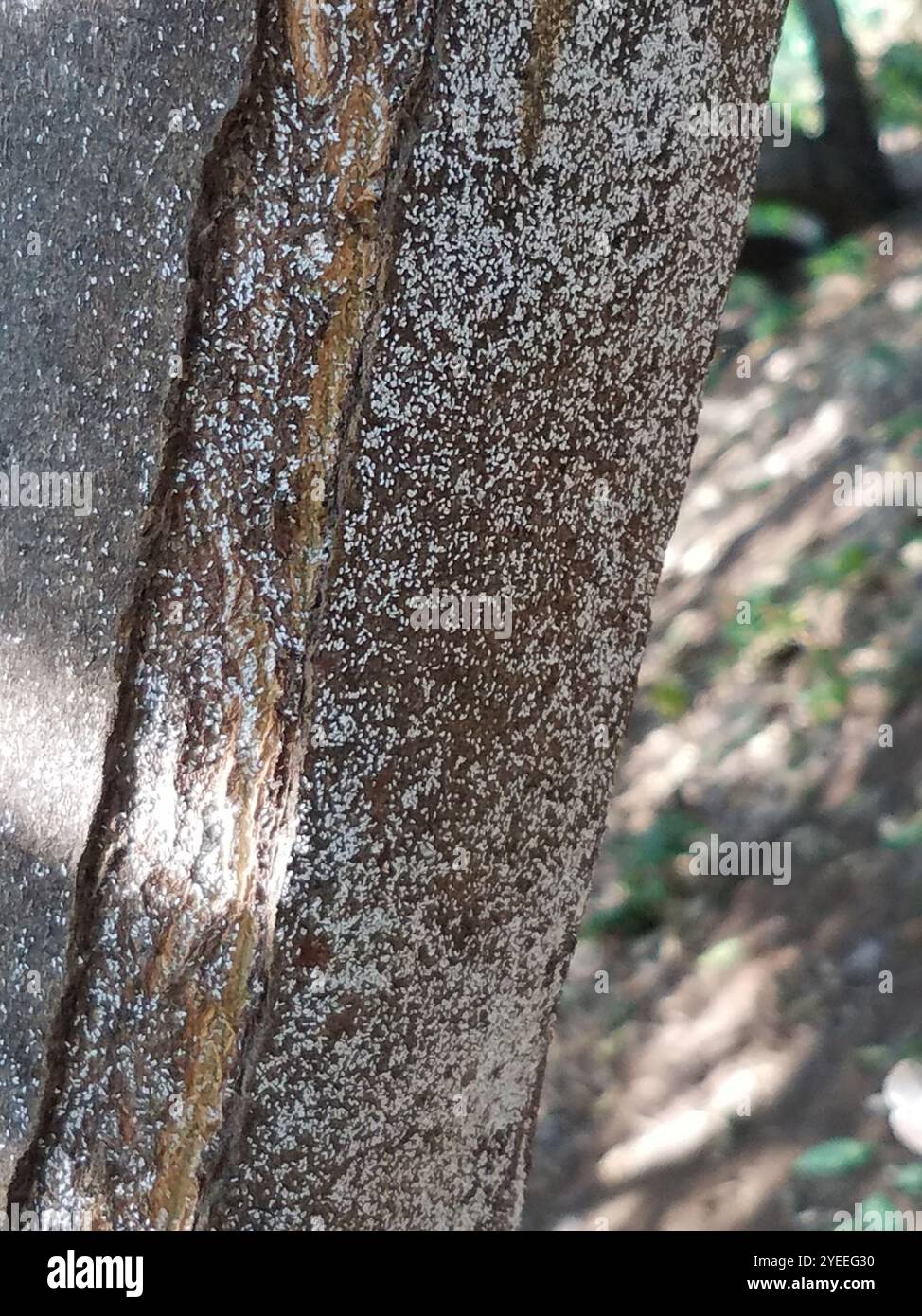 Unaspis hi-res stock photography and images - Alamy