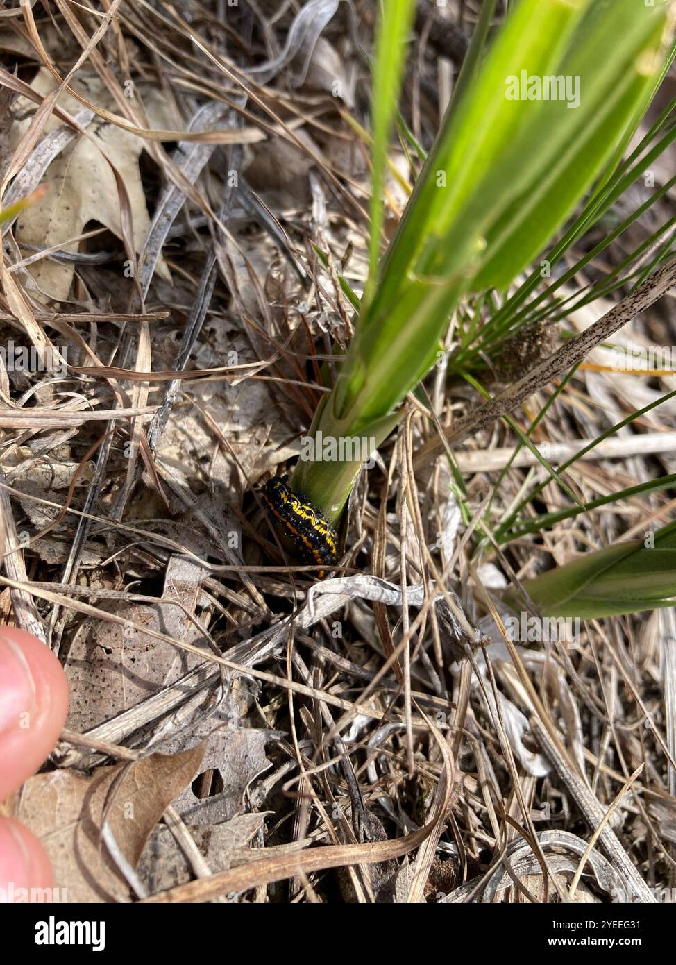 Reversed Haploa Moth (Haploa reversa Stock Photo - Alamy