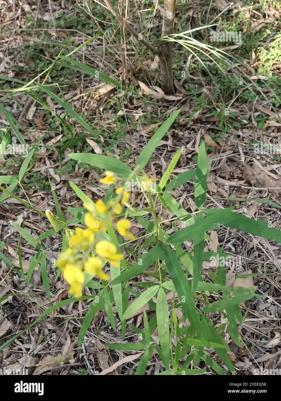 lanceleaf rattlebox (Crotalaria lanceolata Stock Photo - Alamy