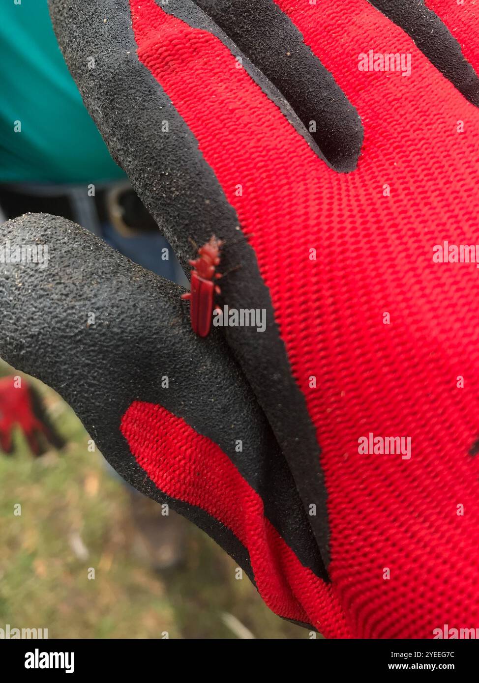 Red Flat Bark Beetle (Cucujus clavipes Stock Photo - Alamy