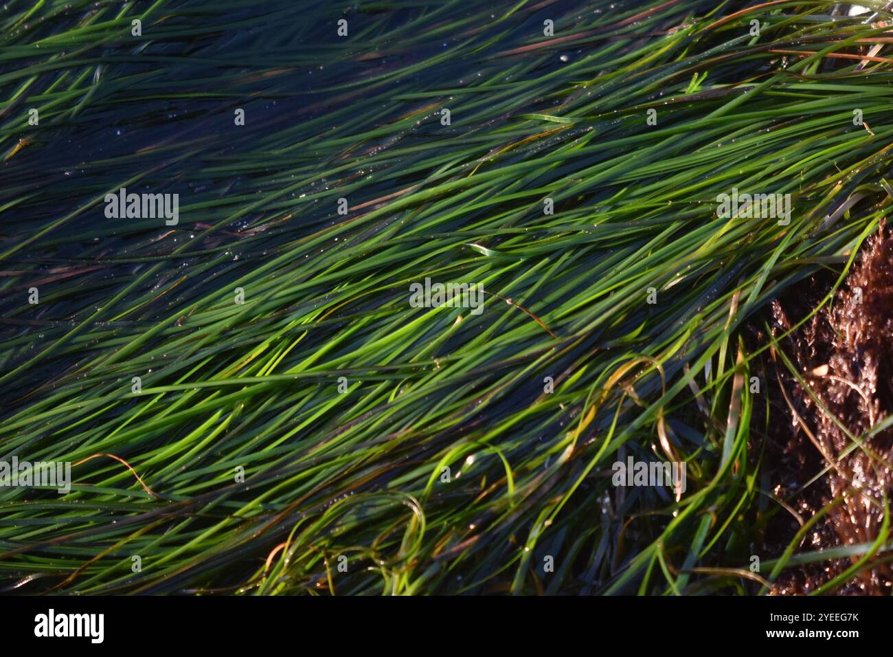 Surfgrass hi-res stock photography and images - Alamy