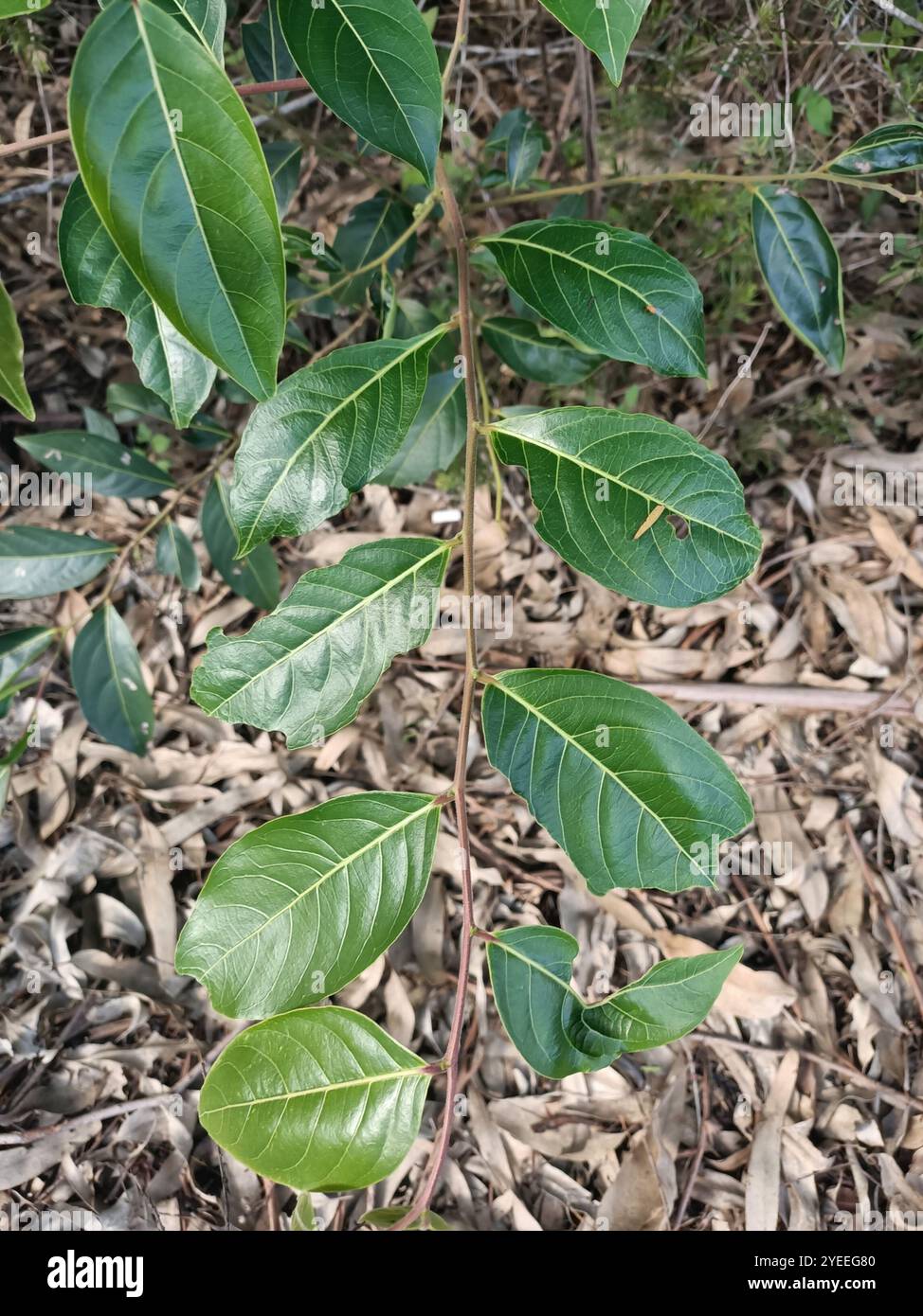 Umbrella cheese tree hi-res stock photography and images - Alamy