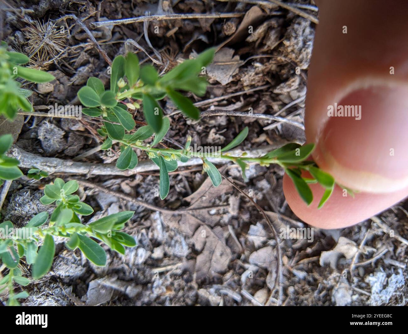 Smartweed Leafflower (Phyllanthus polygonoides Stock Photo - Alamy