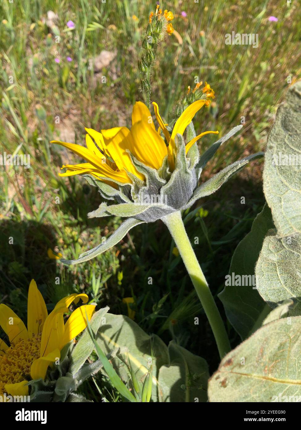 Gray Mule-Ears (Wyethia helenioides Stock Photo - Alamy