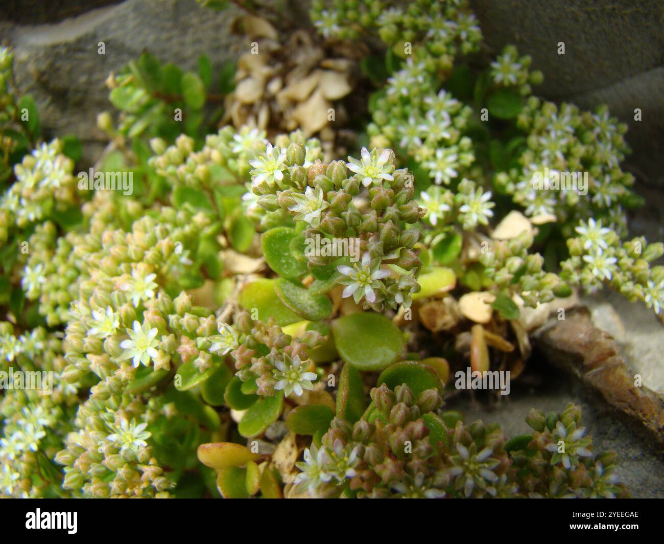 Purslane-leaved Allseed (Polycarpon polycarpoides Stock Photo - Alamy
