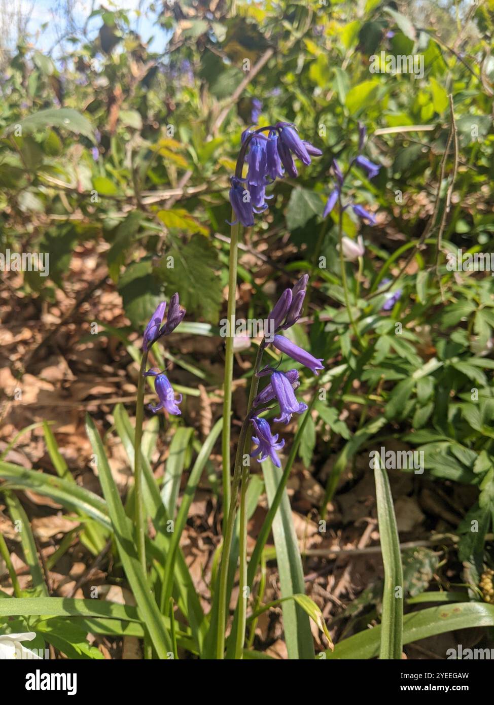 Bluebell rust (Uromyces hyacinthi Stock Photo - Alamy