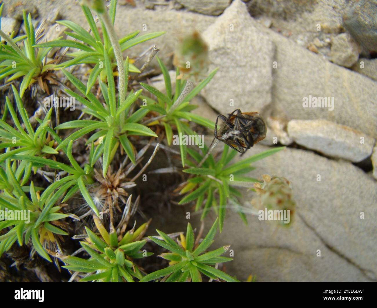 Plantago subulata (plantago subulata) hi-res stock photography and ...