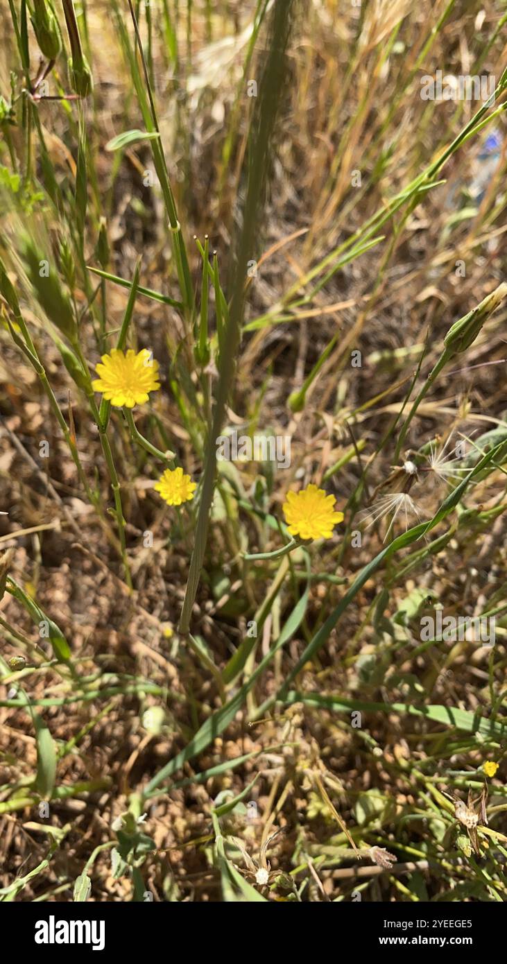 Smooth cats ear hi-res stock photography and images - Alamy