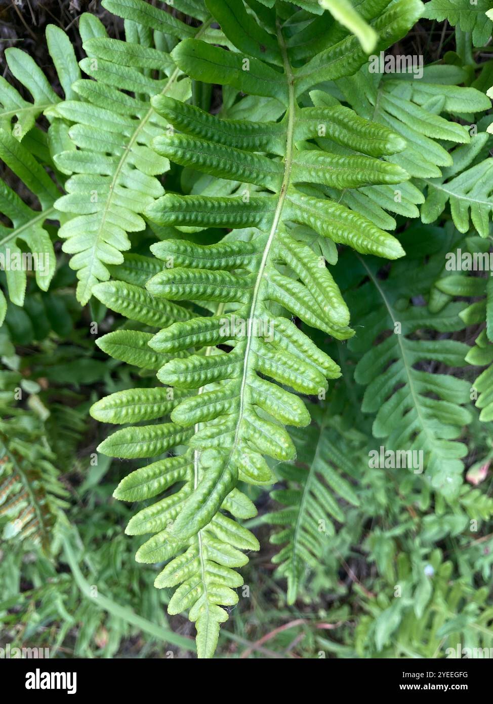 Polypodium californicum hi-res stock photography and images - Alamy