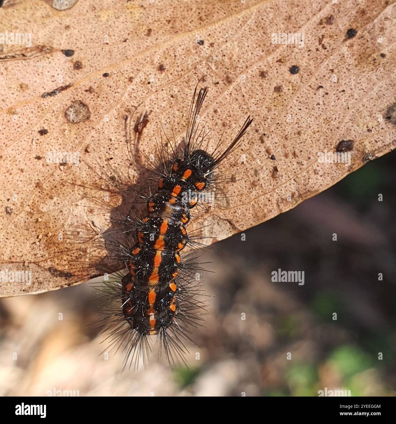 Australian magpie moth hi-res stock photography and images - Alamy
