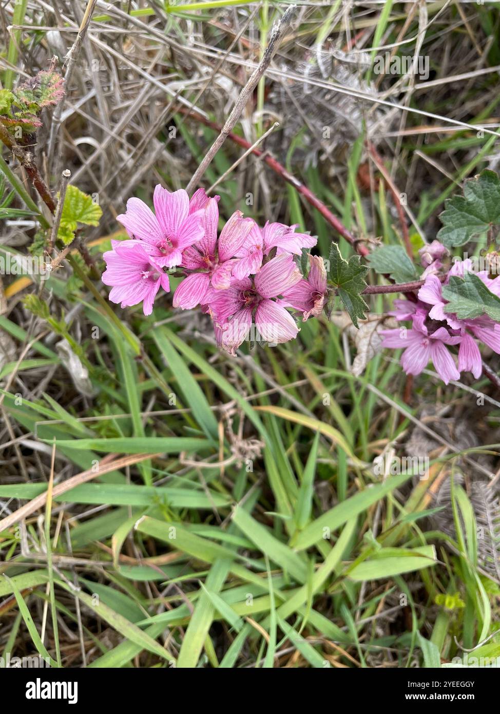 Sidalcea malviflora hi-res stock photography and images - Alamy