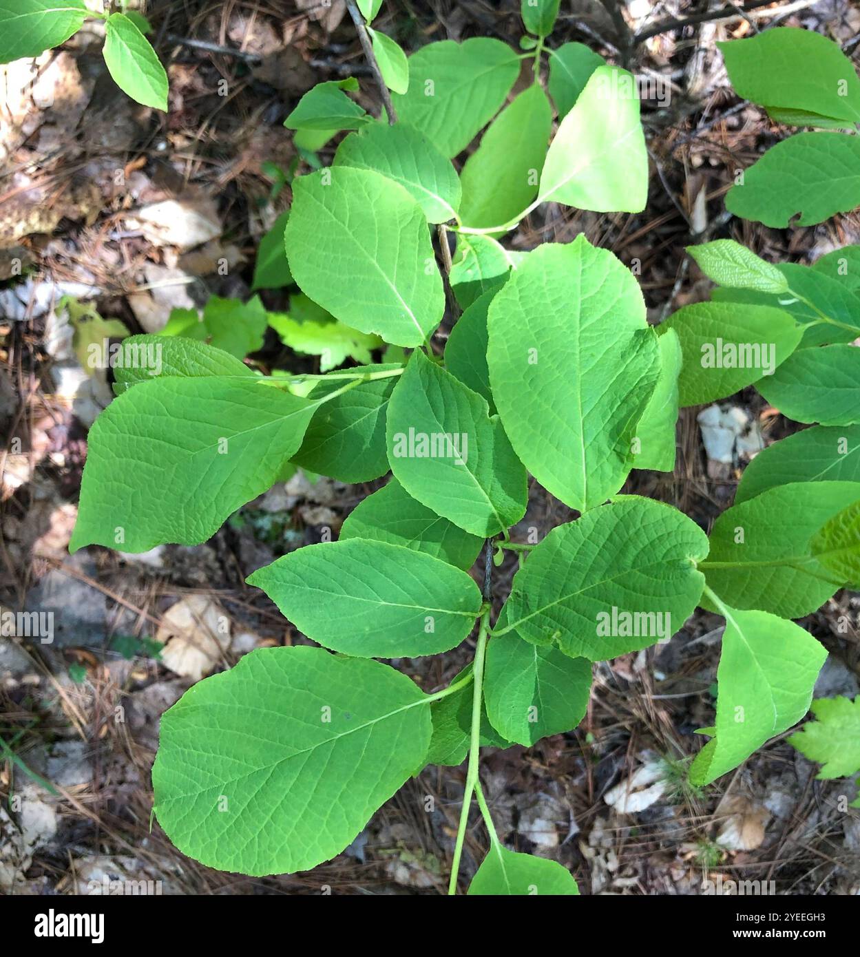 mountain silverbell (Halesia tetraptera Stock Photo - Alamy