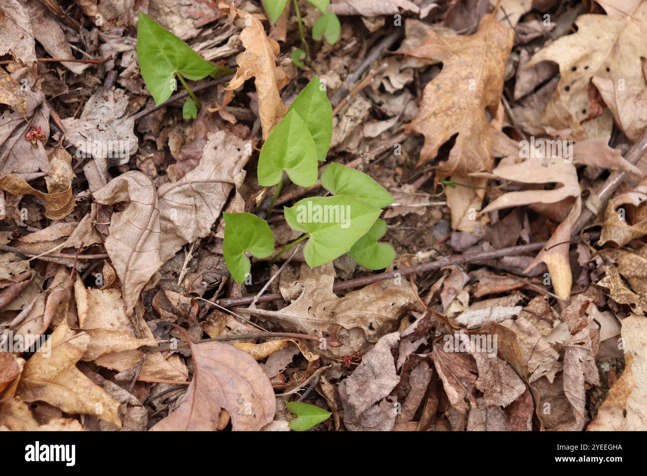 Halberd-leaved violet (Viola hastata Stock Photo - Alamy
