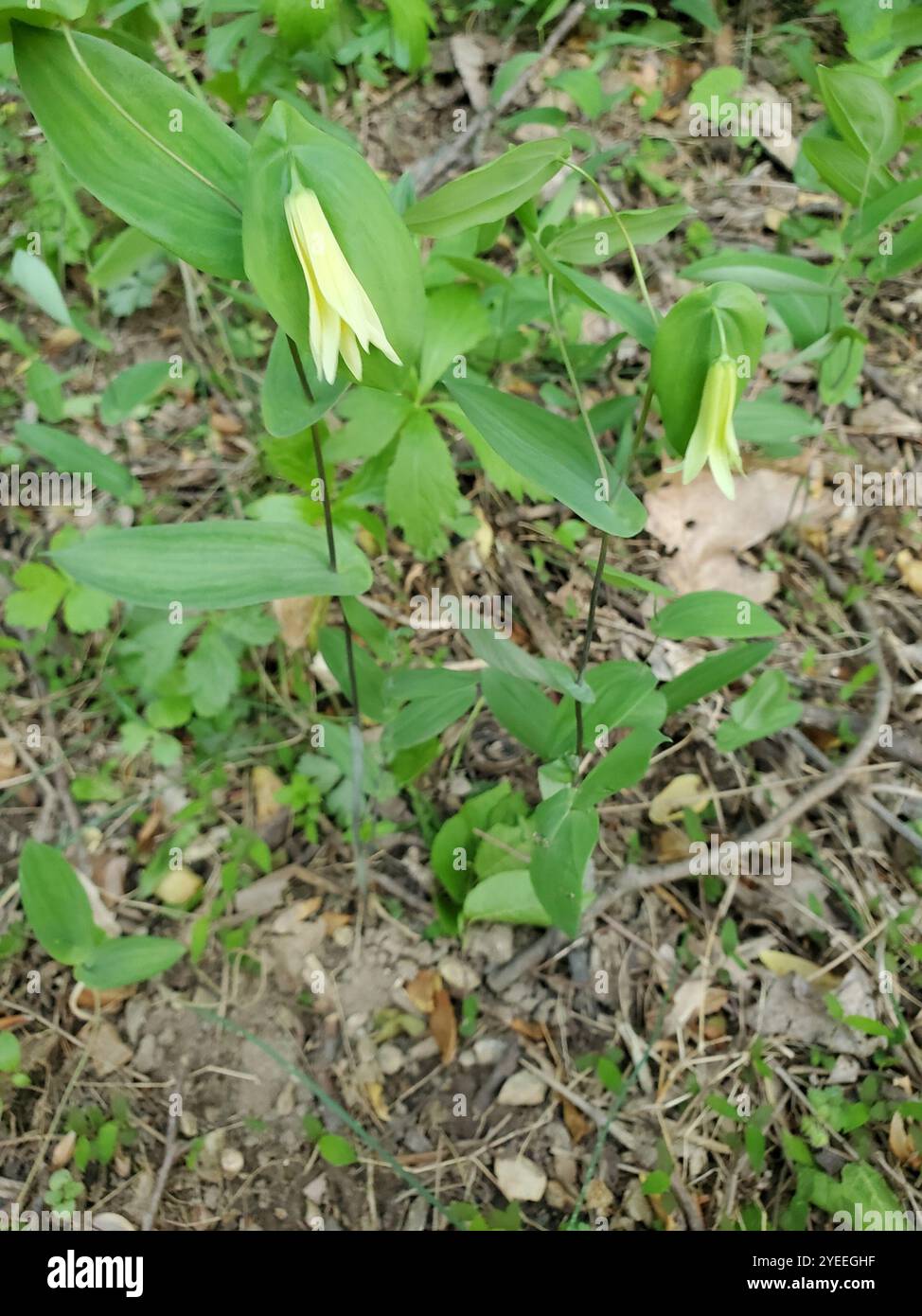 perfoliate bellwort (Uvularia perfoliata Stock Photo - Alamy