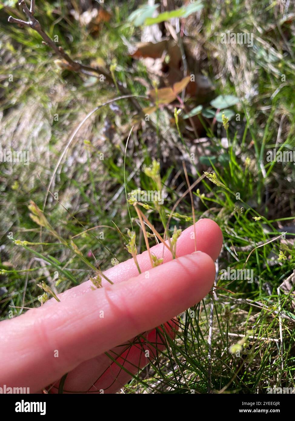 Carex eburnea hi-res stock photography and images - Alamy