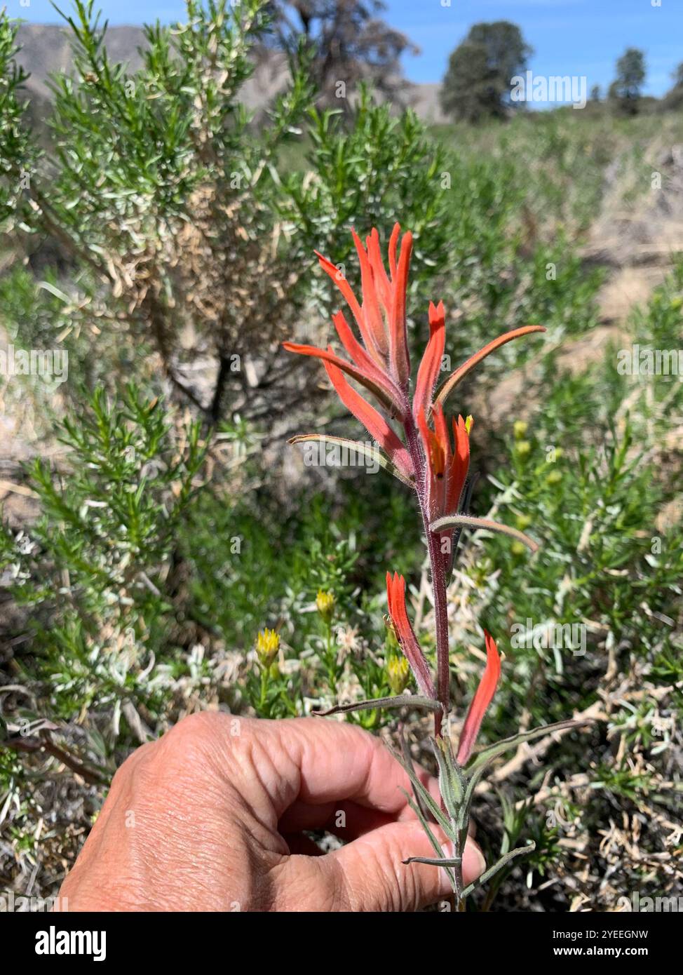 Castilleja subinclusa hi-res stock photography and images - Alamy