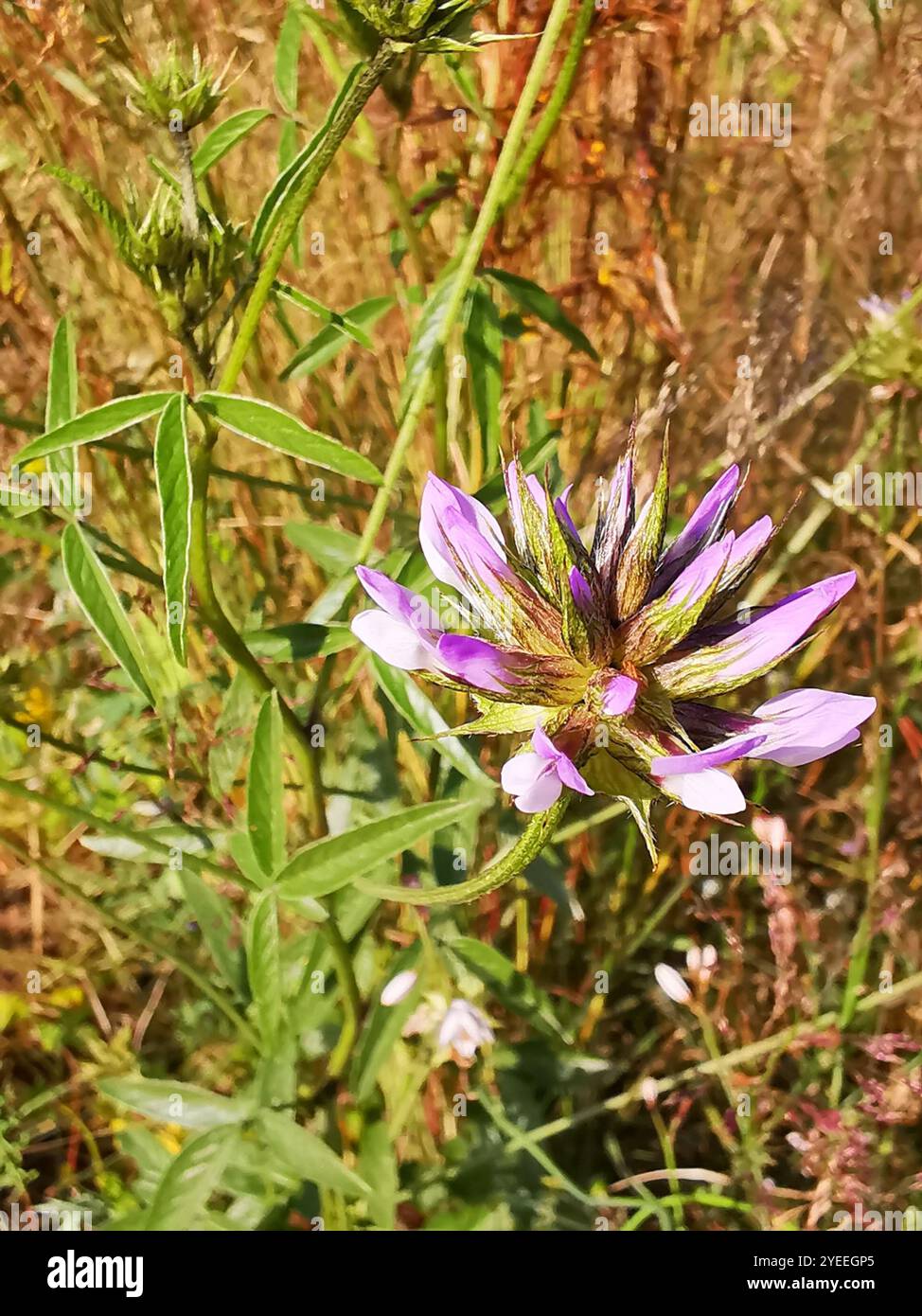 arabian pea (Bituminaria bituminosa Stock Photo - Alamy